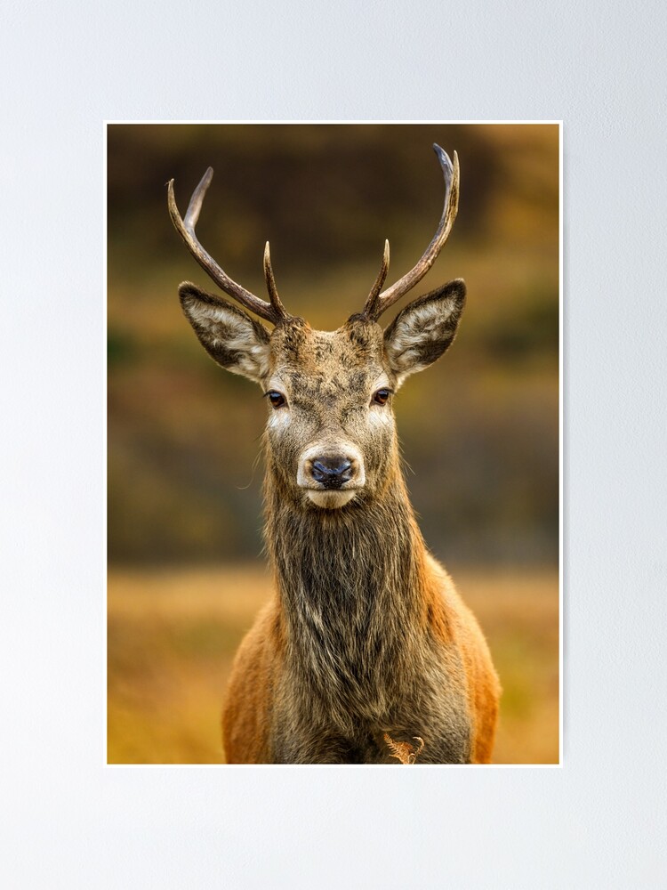 "Scottish Highlands Stag" Poster for Sale by northernwild | Redbubble