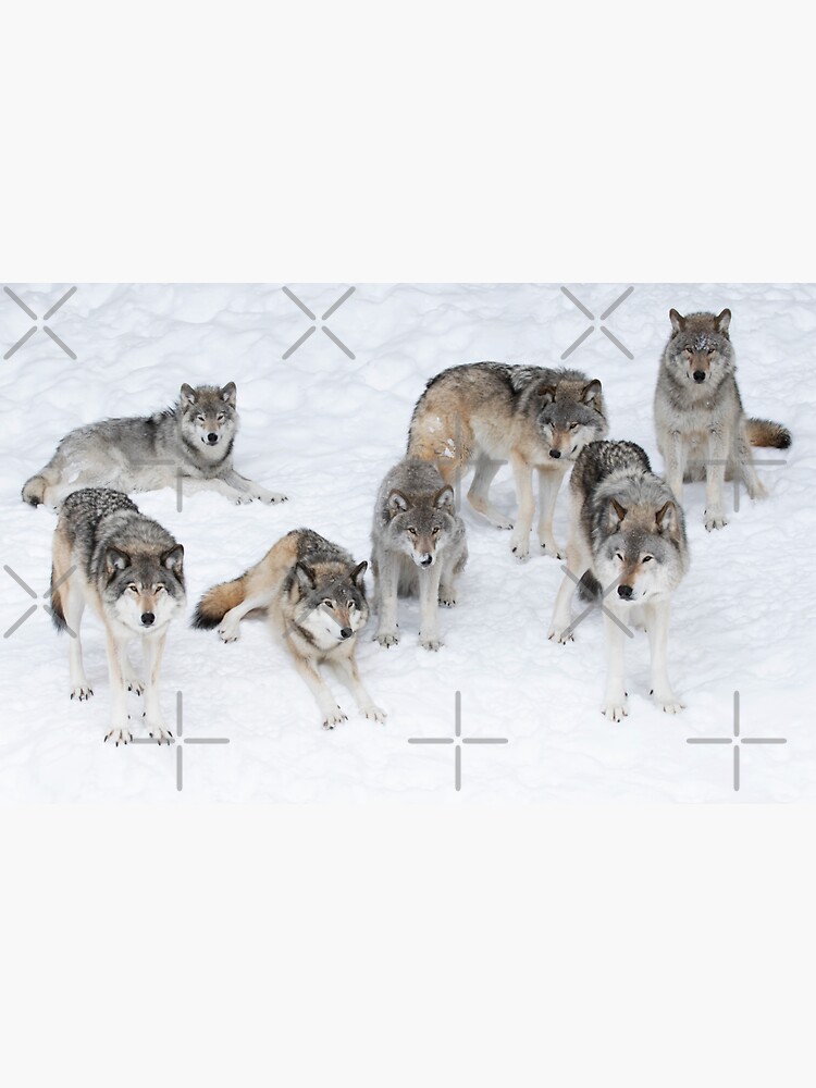 "Wolf Pack" Sticker for Sale by darby8 | Redbubble