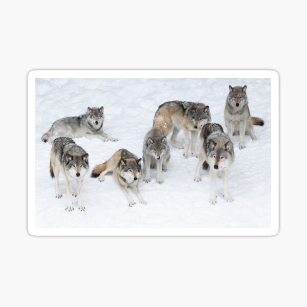 "Wolf Pack" Sticker for Sale by darby8 | Redbubble