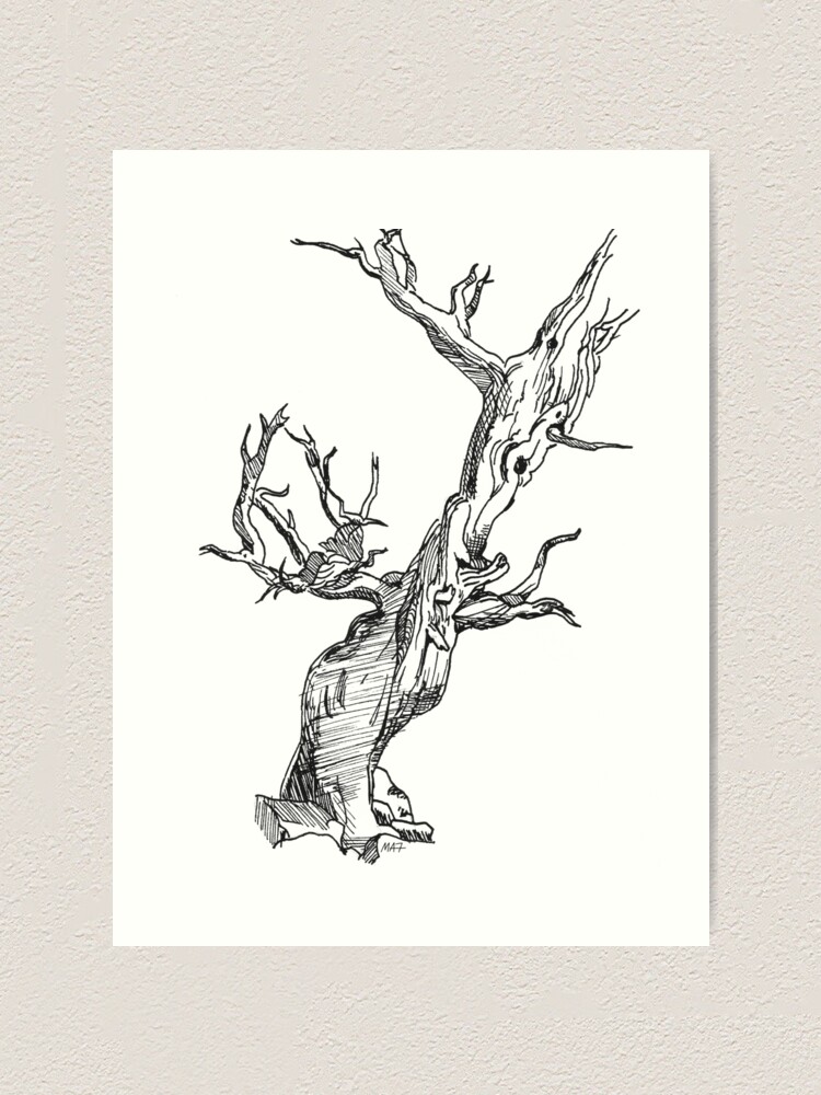 "Ancient Bristlecone Pine Tree Ink Drawing" Art Print for Sale by ...