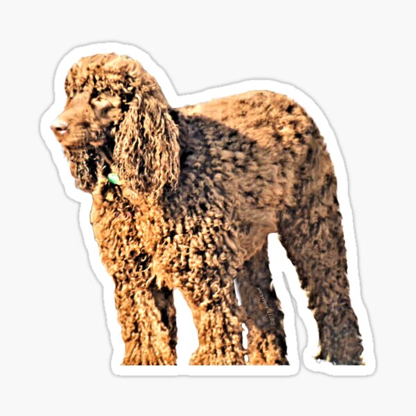 "Large Poodle Cut-out" Sticker by kristalcurt | Redbubble