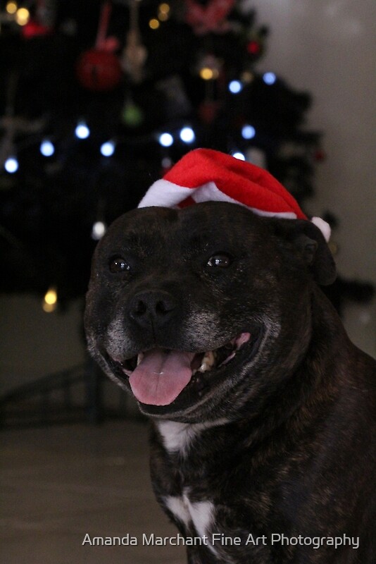 "staffy Christmas" by The Barefooted Bohemian Fine Art Photography ...