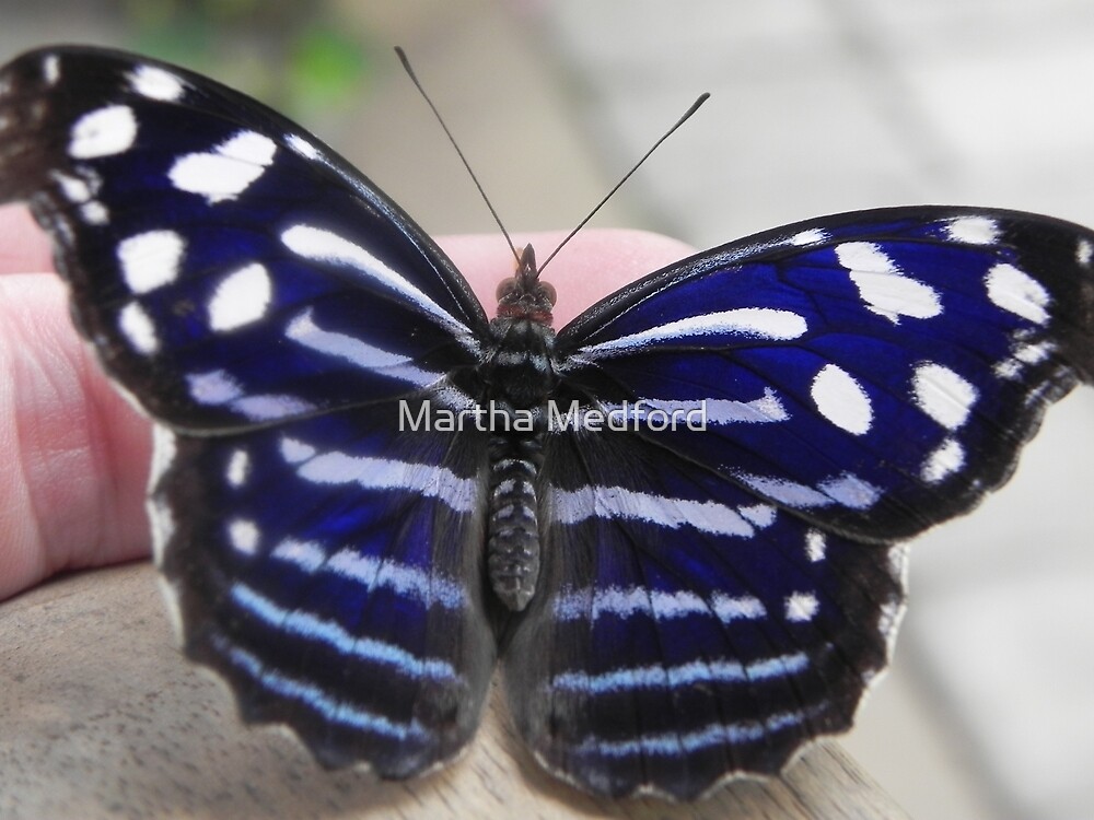"Blue Clipper Butterfly" by Martha Medford | Redbubble