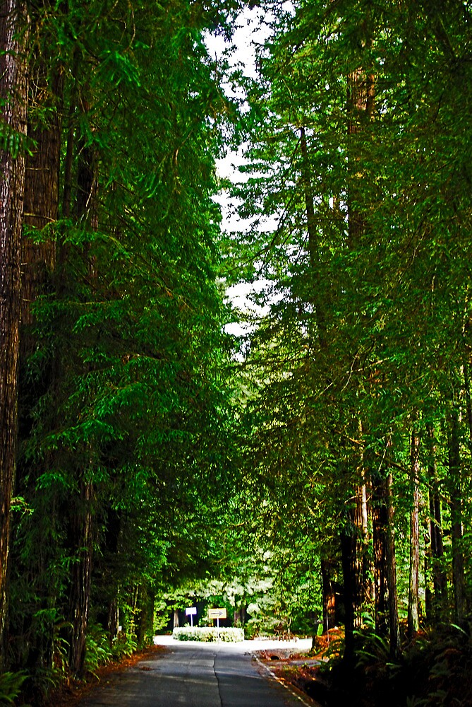 "Wonder Stump Road, Fort Dick, California" by Bryan Spellman | Redbubble