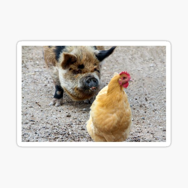 "Chook For My Lunch! " Sticker for Sale by heatherfriedman | Redbubble