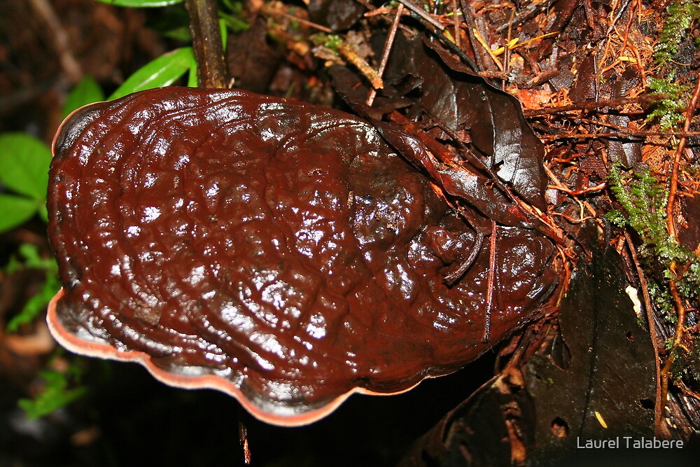 "Brown Tree Fungus (Varnish Conk) in the Rainforest" by Laurel Talabere ...