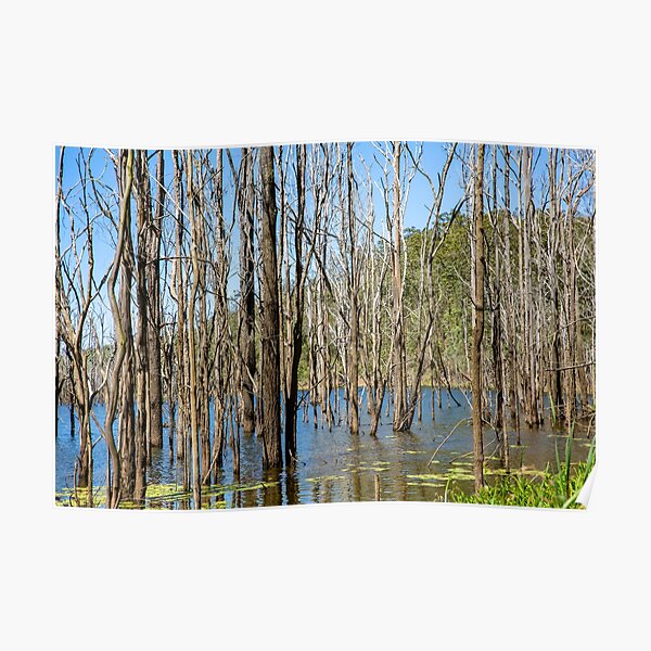 "Springbrook National Park - Gold Coast" Poster for Sale by martinberry ...