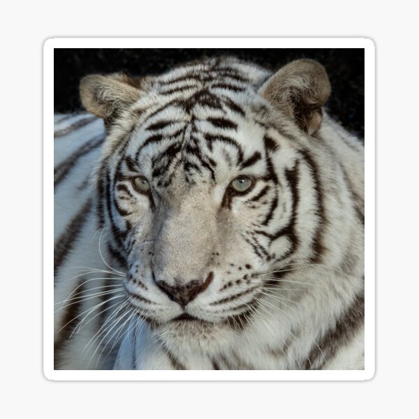 "White Tiger" Sticker by lizwaitinas | Redbubble