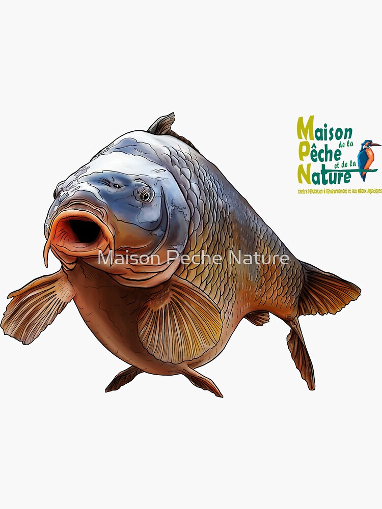 "Carp" Sticker for Sale by maisonpechnat | Redbubble