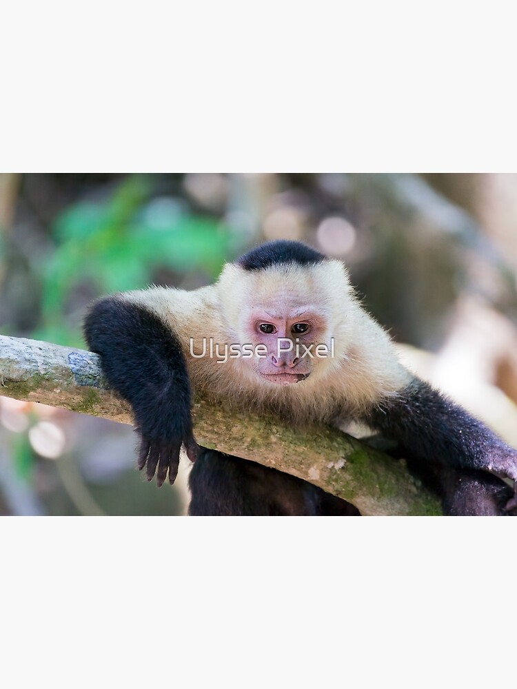 White Headed Capuchin Monkey - Costa Rica Premium Matte Vertical Poster