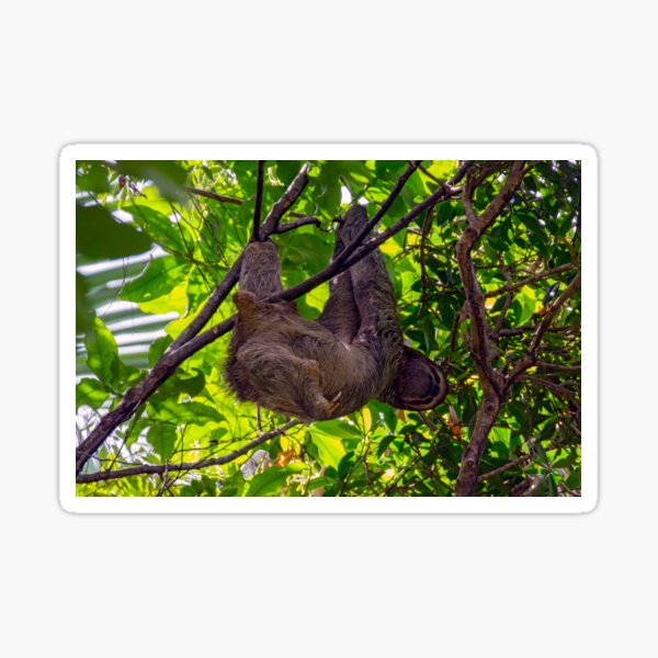 "Happy Sloth - Costa Rica" Sticker by DavidJallaud | Redbubble