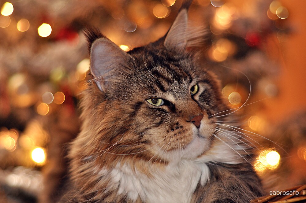 "Maine Coon by the Christmas Tree" by sabrosafb | Redbubble