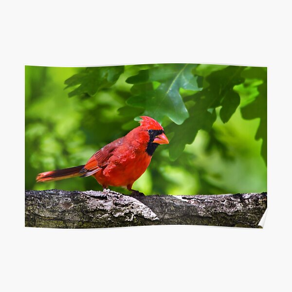 "Red Cardinal Bird" Poster for Sale by rollosphotos | Redbubble