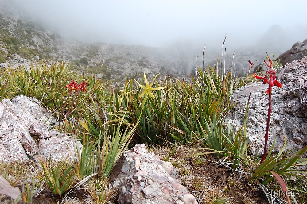 "ISOPHYSIS TASMANICA, RARE YELLOW" by STRINGER | Redbubble