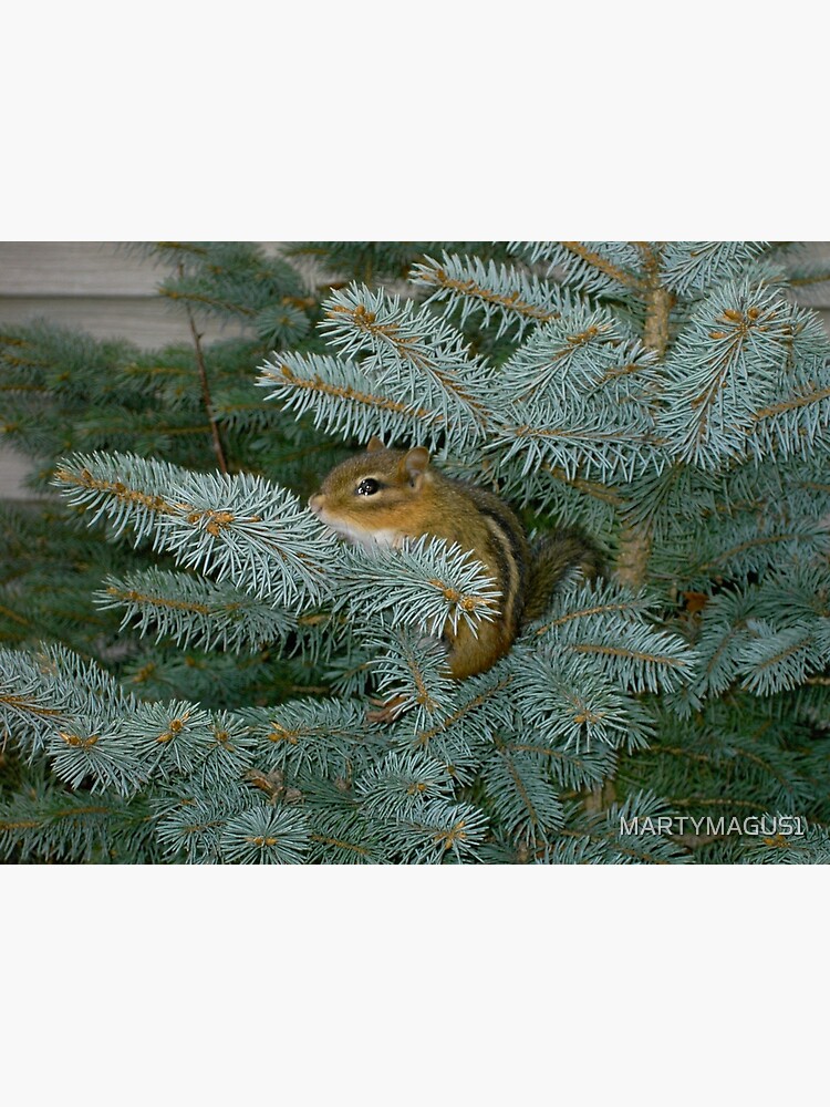 "Chippy hang on 1" Poster for Sale by MARTYMAGUS1 | Redbubble