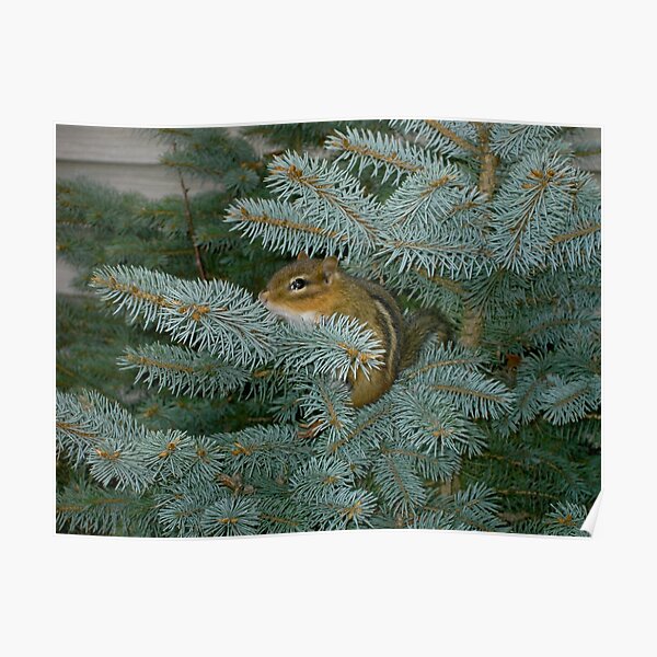 "Chippy hang on 1" Poster for Sale by MARTYMAGUS1 | Redbubble