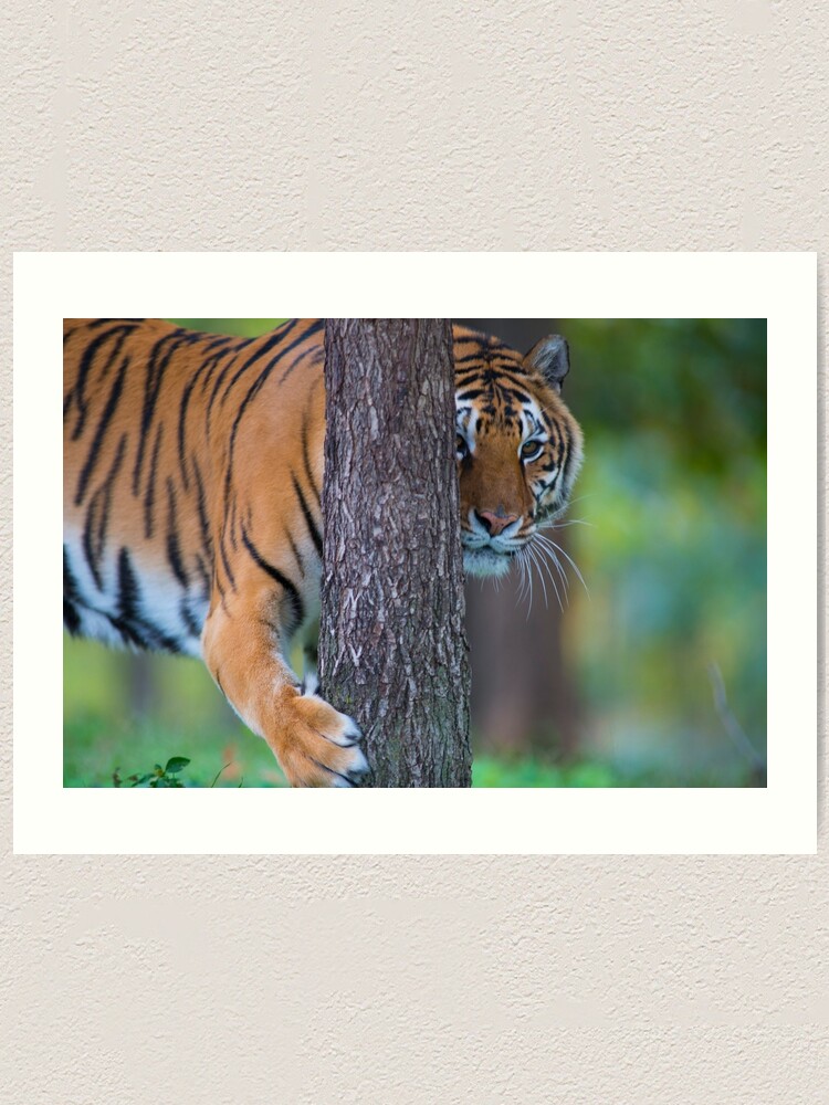 "Tiger Hugging Tree" Art Print for Sale by oz10 | Redbubble