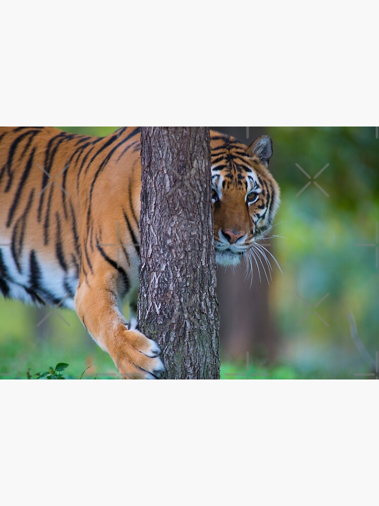 "Tiger Hugging Tree" Art Print for Sale by oz10 | Redbubble