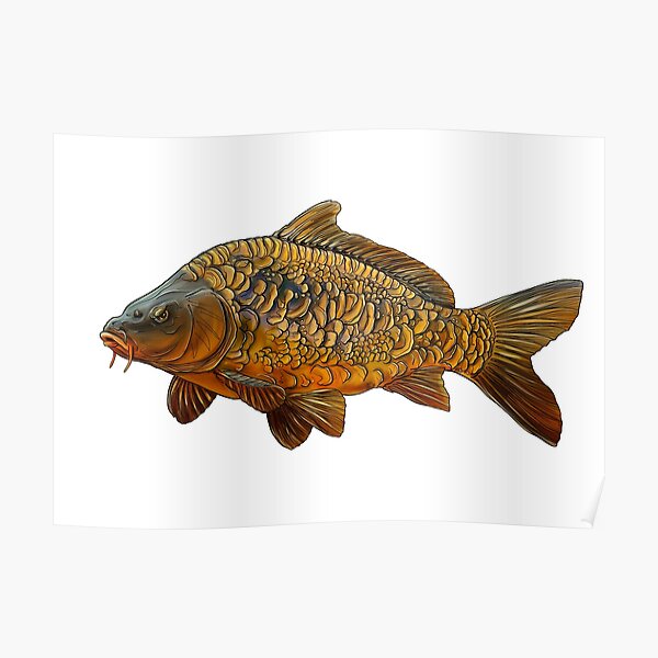 "Mirror carp" Poster by slashgrafik | Redbubble