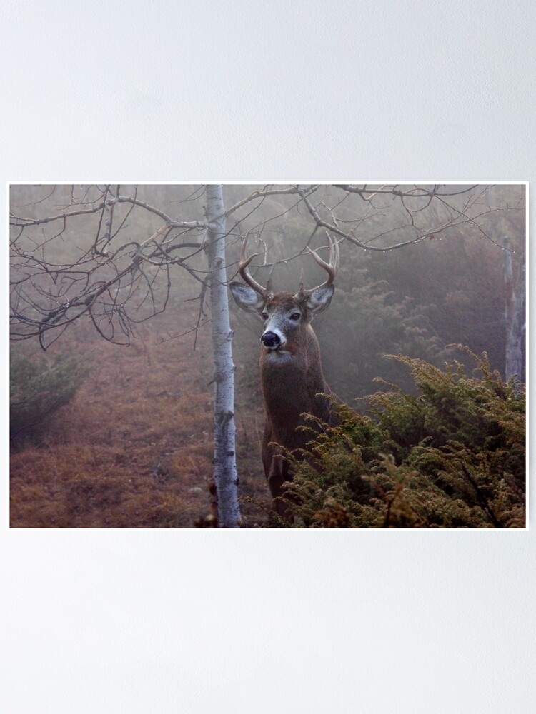 "Big necked buck - White-tailed Deer" Poster by darby8 | Redbubble