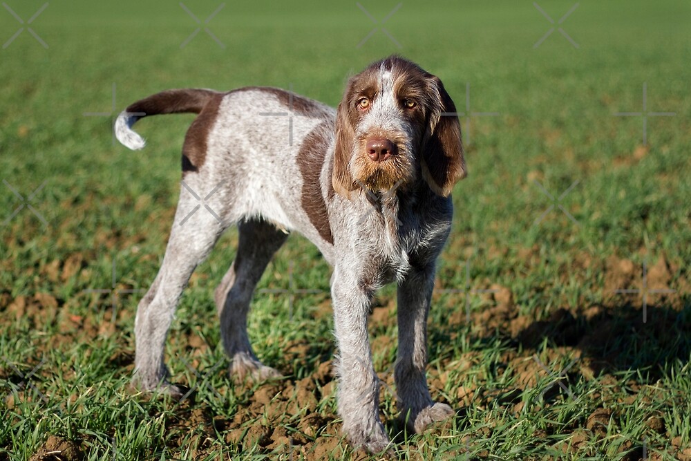 "Italian Spinone Puppy Portrait" by heidiannemorris | Redbubble