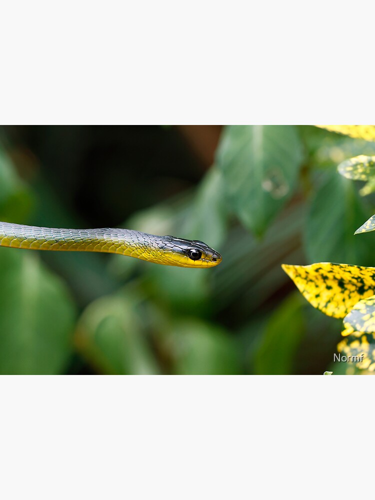 "Australian green tree snake - Dendrelaphis punctulata" Poster by Normf ...
