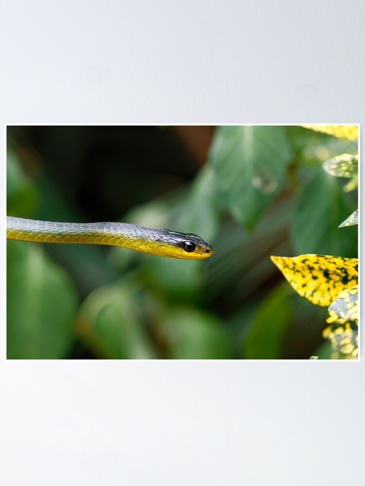 "Australian green tree snake - Dendrelaphis punctulata" Poster by Normf ...