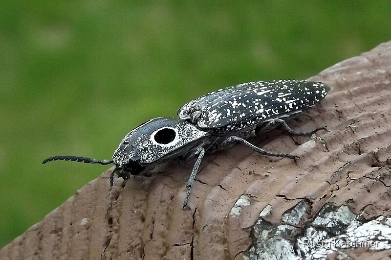 "Big Eyed Bug" by Rusty (Helen) Valenza | Redbubble
