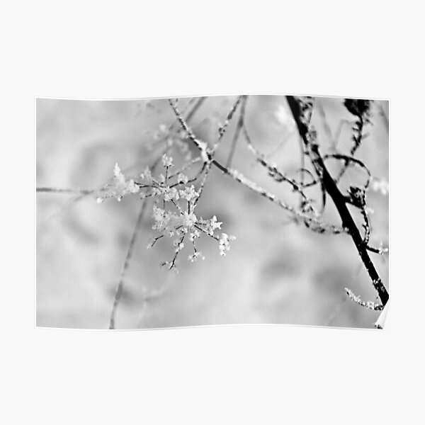 "Frosted Star" Poster for Sale by Lindamell | Redbubble