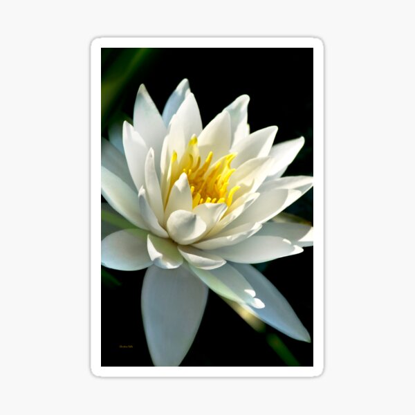 "Tropical Water Lily" Sticker for Sale by rollosphotos | Redbubble