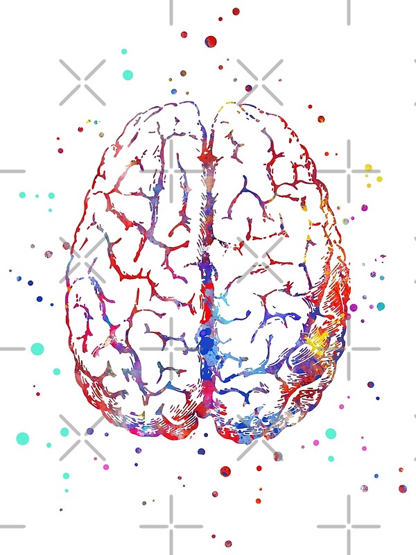 "Brain anatomy, medical art, brain top, brain front, watercolor Brain ...