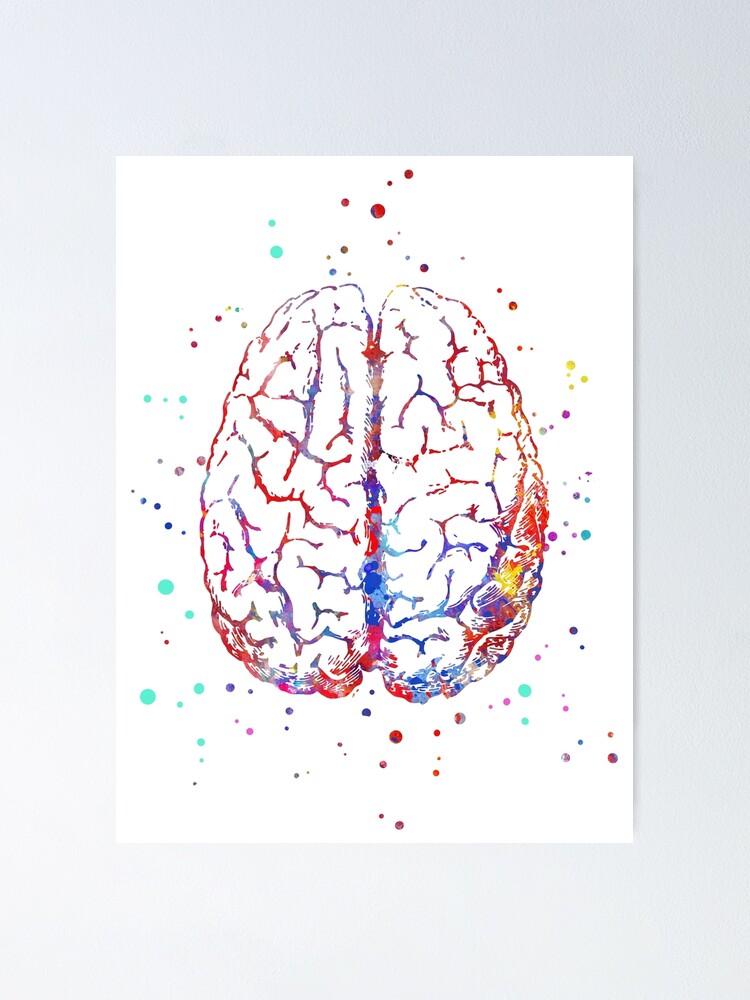 "Brain anatomy, medical art, brain top, brain front, watercolor Brain ...