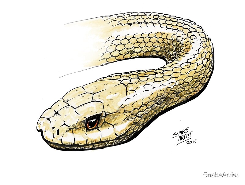 "Taipan" by SnakeArtist | Redbubble