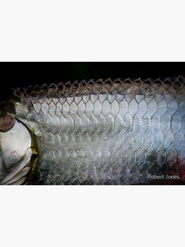 Tarpon Scales