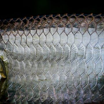 "Tarpon Scales" Graphic T-Shirt for Sale by jonesing | Redbubble