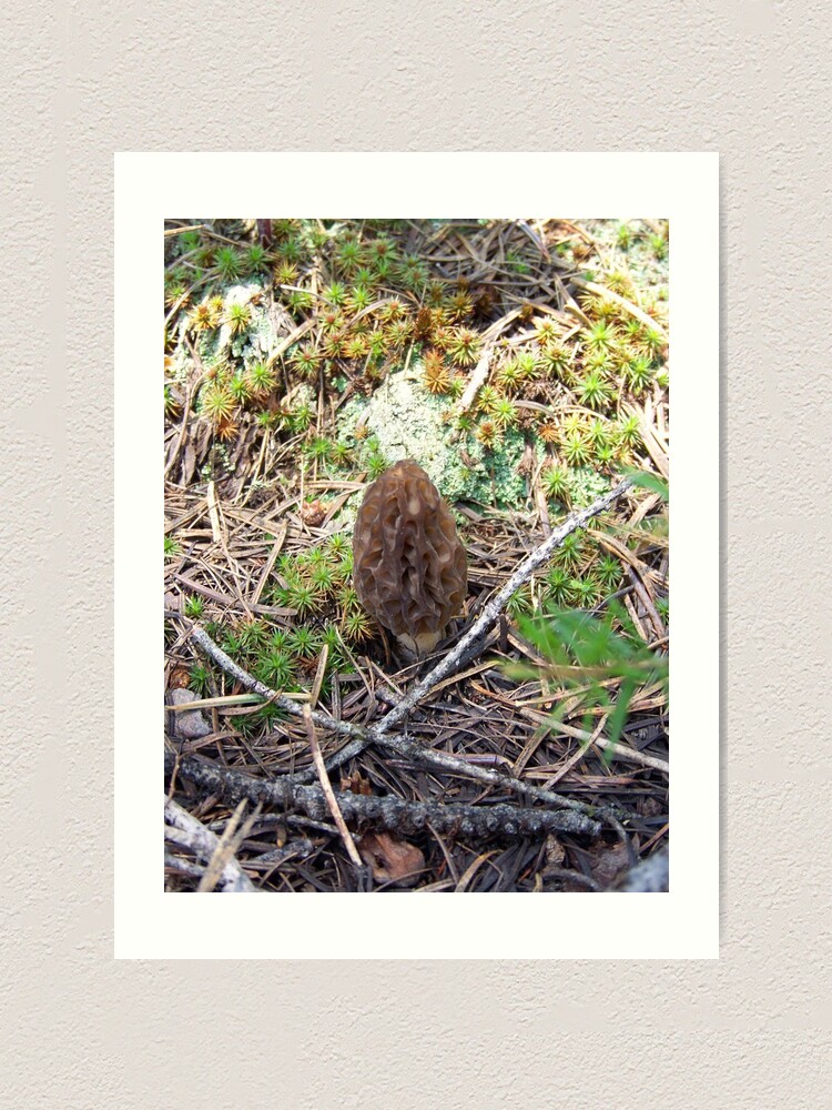 "Morel Color Collage" Art Print for Sale by BettyEDuncan | Redbubble
