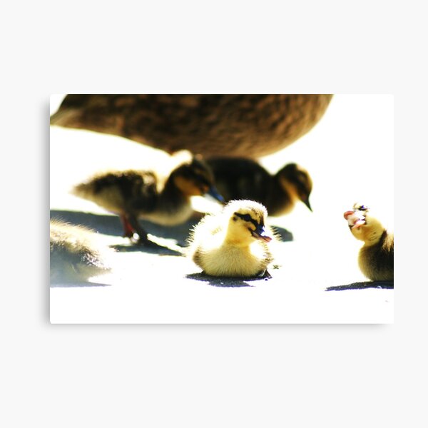 Fuzzy Duck Gifts & Merchandise | Redbubble