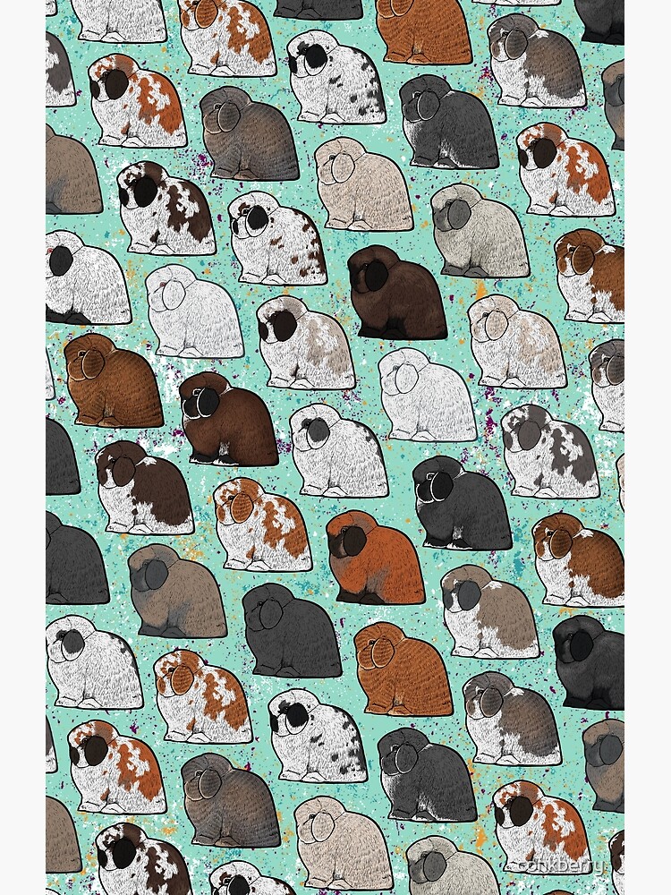 "Holland Lop Rabbit Color Splash Pattern / Show Rabbit Bunny Posed ...