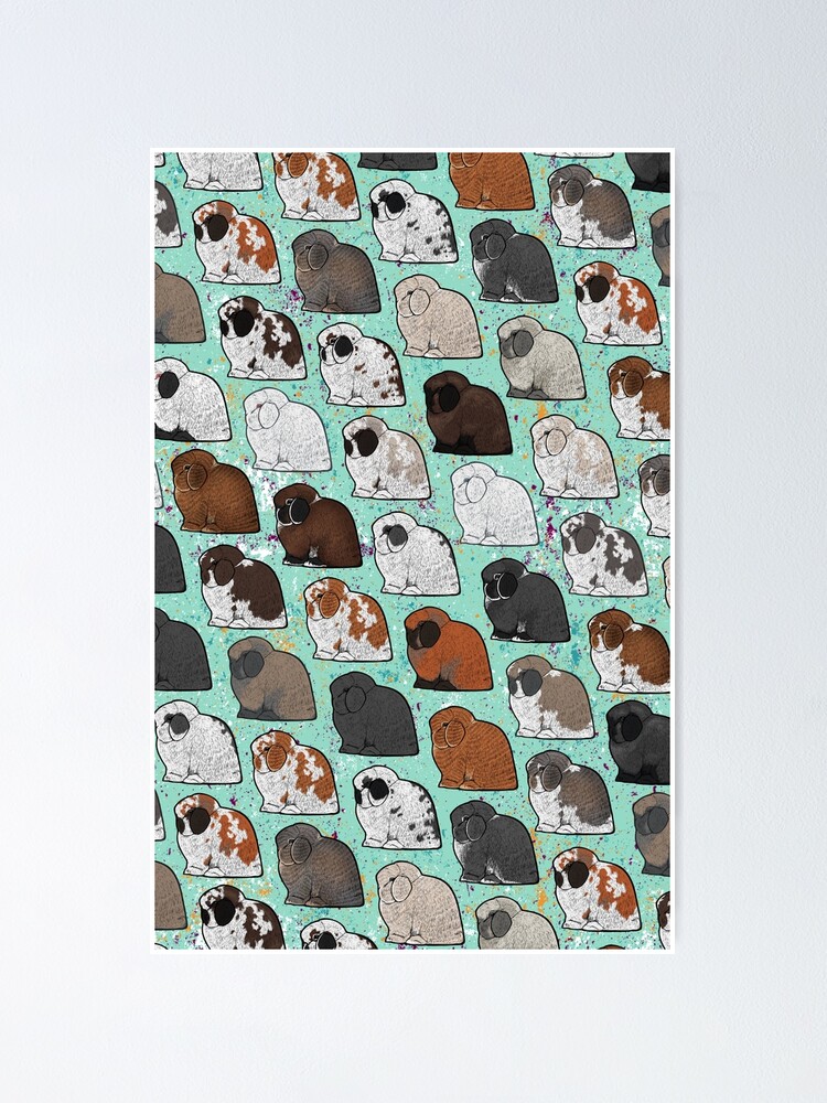 "Holland Lop Rabbit Color Splash Pattern / Show Rabbit Bunny Posed ...