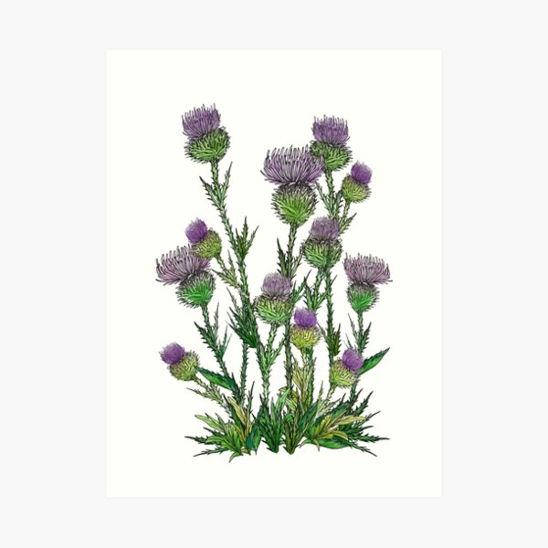"Thistle " Art Print for Sale by PAPERPLAN | Redbubble