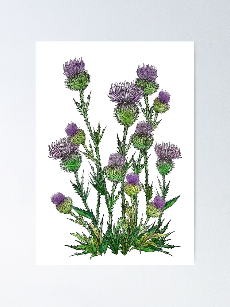 "Thistle " Poster by PAPERPLAN | Redbubble
