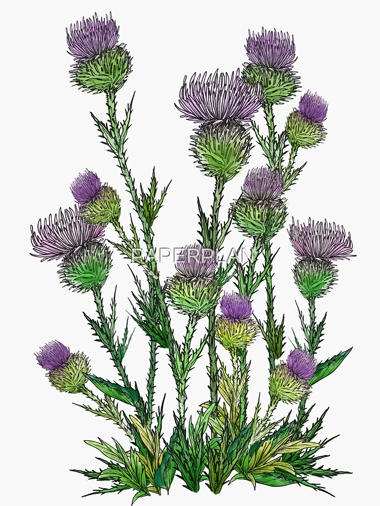 "Thistle " Sticker for Sale by PAPERPLAN | Redbubble