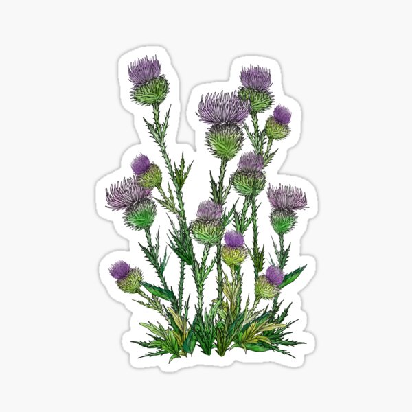 "Thistle " Sticker for Sale by PAPERPLAN | Redbubble