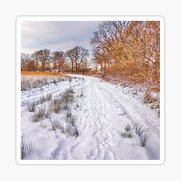 "Tree lined path" Sticker for Sale by tomg | Redbubble