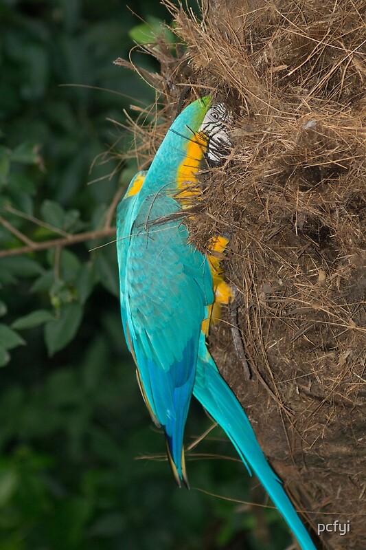 "12218 blue McCall" by pcfyi | Redbubble