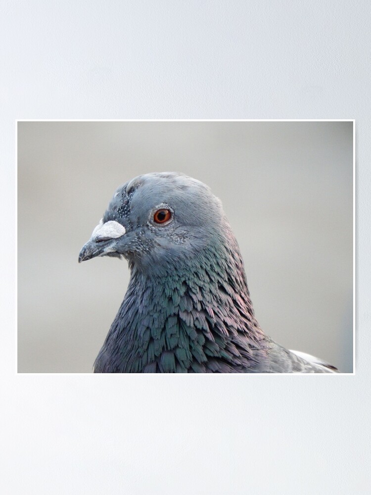 "Pigeon" Poster by CORNISHPHOTOS | Redbubble