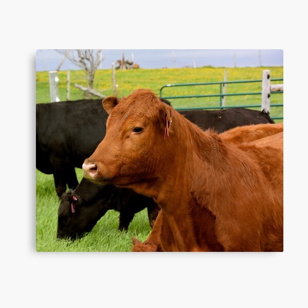 Red Angus Gifts & Merchandise | Redbubble
