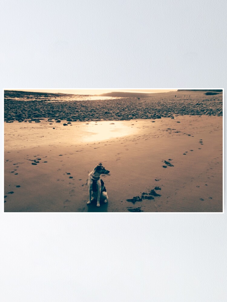 "Pippa on the beach " Poster by Postmancanpaint | Redbubble