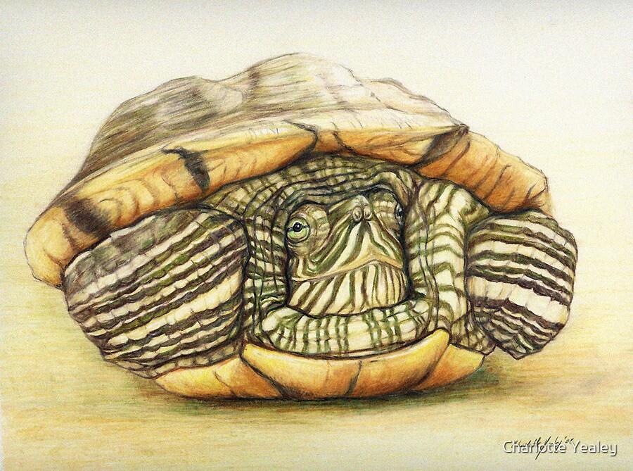 "Red Eared Green Slider Turtle" by Charlotte Yealey | Redbubble