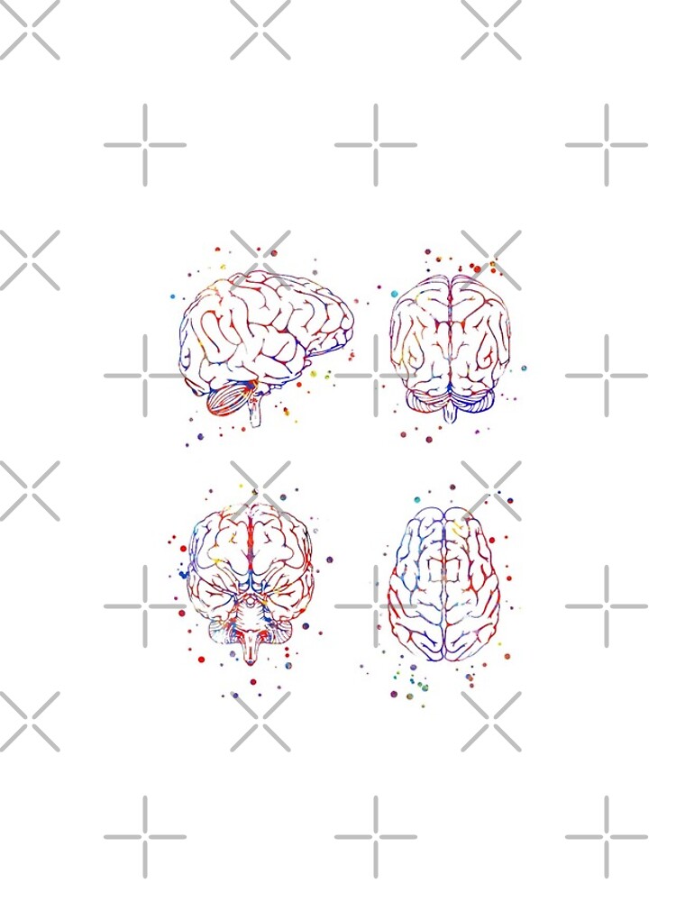 "Brain anatomy, medical art, brain top, brain front, watercolor Brain ...